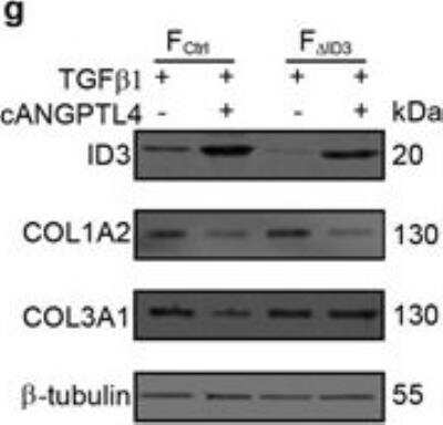 Collagen III alpha 1/COL3A1 Antibody (NB600-594): Novus Biologicals