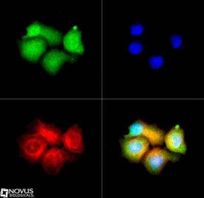 Cyr61/CCN1 Antibody (NB100-358): Novus Biologicals