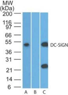 DC-SIGN/CD209 Antibody (NBP2-27408): Novus Biologicals