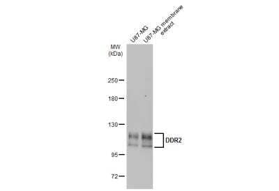 DDR2 Antibody (NBP2-14926): Novus Biologicals