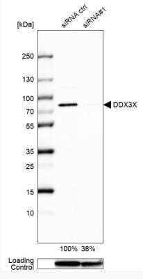 DDX3 Antibody (NBP1-85290): Novus Biologicals
