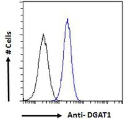 DGAT1 Antibody (NB100-57086): Novus Biologicals