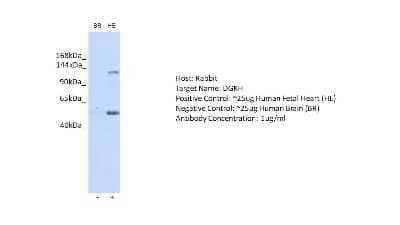DGKH Antibody (NBP2-87267): Novus Biologicals