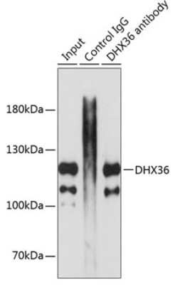 DHX36 Antibody (NBP2-92933): Novus Biologicals
