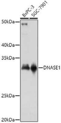 DNASE1 Antibody - Azide and BSA Free (NBP2-92644): Novus Biologicals