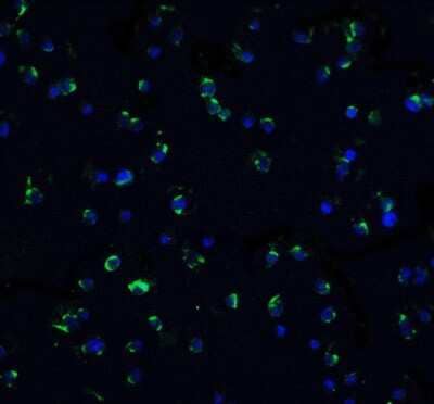 DR3/TNFRSF25 Antibody - BSA Free (NBP1-76474): Novus Biologicals
