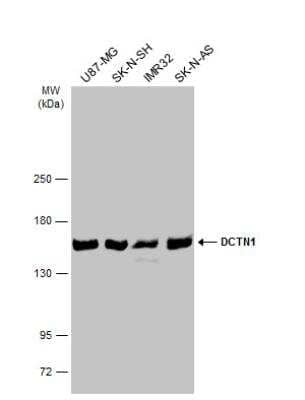 Dynactin Subunit 1/DCTN1 Antibody (NBP1-30880): Novus Biologicals