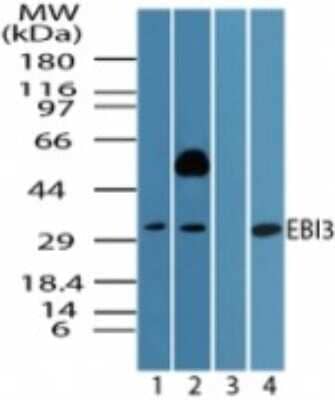 EBI3 Antibody (NBP2-03937): Novus Biologicals
