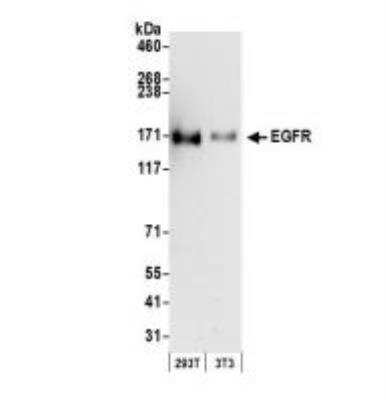 EGFR Antibody (NB100-596): Novus Biologicals