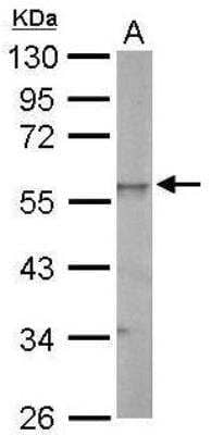 ERR gamma/NR3B3 Antibody (NBP1-32853): Novus Biologicals