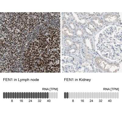 FEN-1 Antibody (NBP1-84697): Novus Biologicals