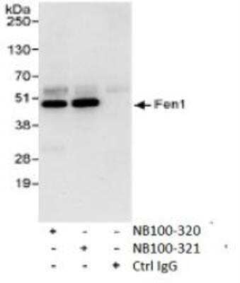 FEN-1 Antibody (NB100-320): Novus Biologicals