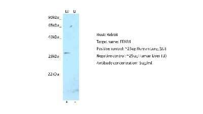 FFAR4/GPR120 Antibody (NBP2-84932): Novus Biologicals