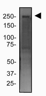 FLNC Antibody - BSA Free (NBP2-79816): Novus Biologicals