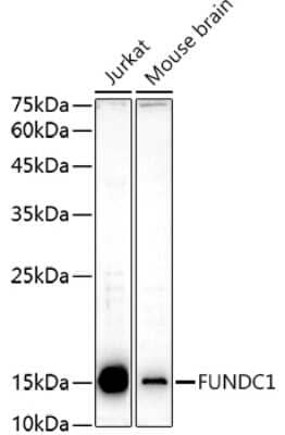 FUNDC1 Antibody (NBP3-03955): Novus Biologicals