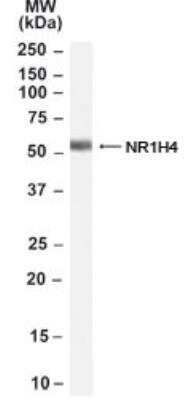 FXR/NR1H4 Antibody (NB100-55416): Novus Biologicals
