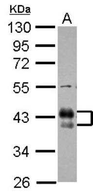Fc gamma RIIB/CD32b Antibody (NBP2-14905): Novus Biologicals