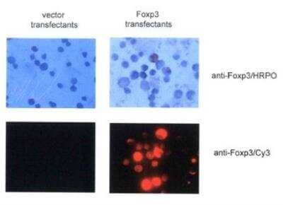 FoxP3 Antibody - BSA Free (NB100-39002): Novus Biologicals
