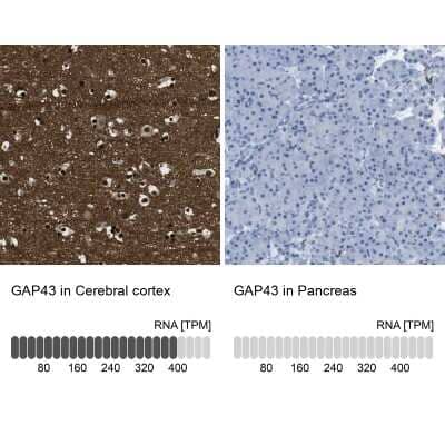 GAP-43 Antibody (NBP2-54671): Novus Biologicals