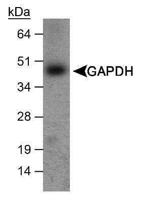 GAPDH Antibody (NB300-327): Novus Biologicals