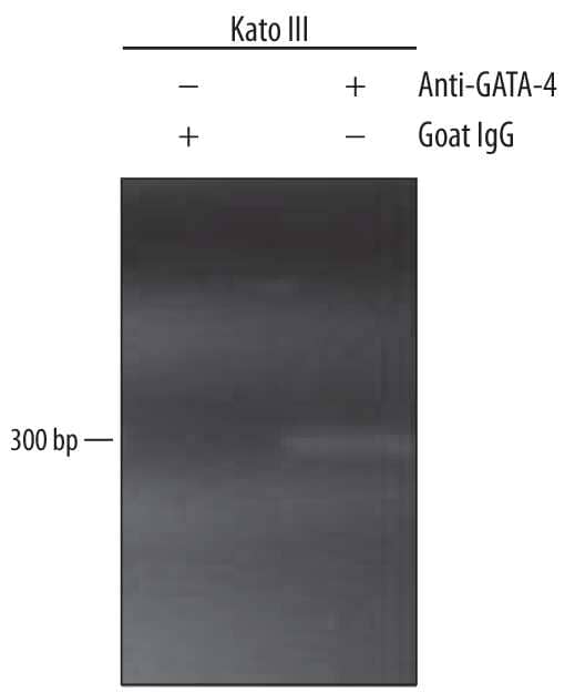 GATA-4 Antibody [Unconjugated] (AF2606): Novus Biologicals