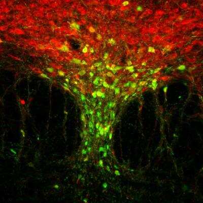 GFP Antibody (NB100-1614): Novus Biologicals