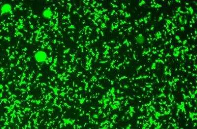 GFP Antibody (NB100-1614): Novus Biologicals