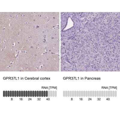 GPR37L1 Antibody (NBP2-49419): Novus Biologicals