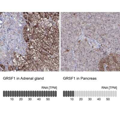 GRSF1 Antibody (NBP2-38341): Novus Biologicals