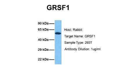 GRSF1 Antibody (NBP1-57316): Novus Biologicals