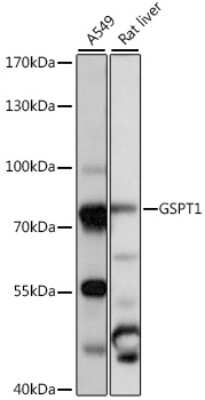 GSPT1 Antibody (NBP3-04706): Novus Biologicals