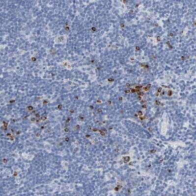 Granzyme B Antibody (NBP1-88151): Novus Biologicals
