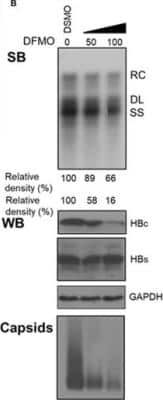 HBsAg Antibody (NB100-62652): Novus Biologicals
