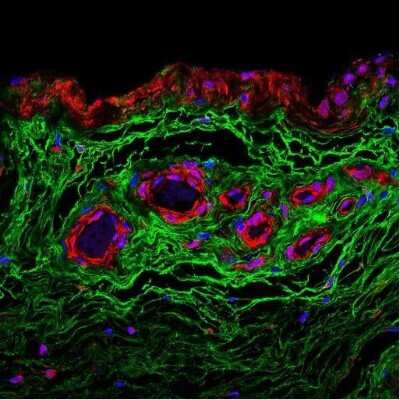 HC1 Antibody (NB100-74436): Novus Biologicals