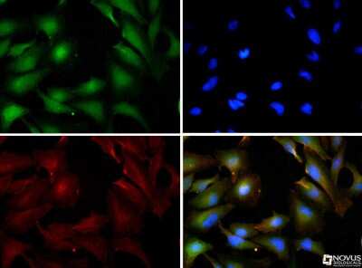 HIF-3 alpha Antibody (NB100-2529): Novus Biologicals