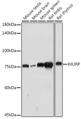 HJURP Antibody (NBP3-15970): Novus Biologicals
