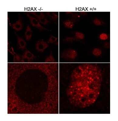 Histone H2AX Antibody (NB100-638): Novus Biologicals