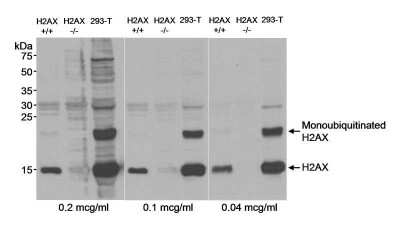 Histone H2AX Antibodies: Novus Biologicals