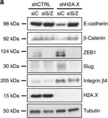 Histone H2AX Antibody (NB100-638): Novus Biologicals