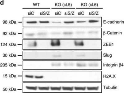 Histone H2AX Antibody (NB100-638): Novus Biologicals