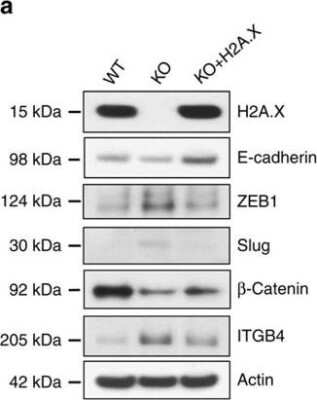 Histone H2AX Antibody (NB100-638): Novus Biologicals