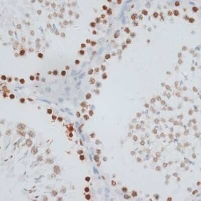 Histone H2AX Antibody (NBP3-05219): Novus Biologicals