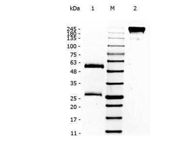 Human IgG Isotype Control (NBP1-97043): Novus Biologicals