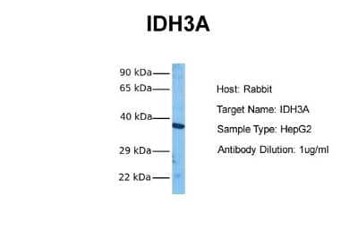IDH3A Antibody (NBP1-54736): Novus Biologicals