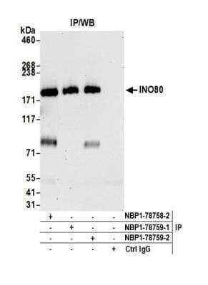 INO80 Antibody (NBP1-78758): Novus Biologicals