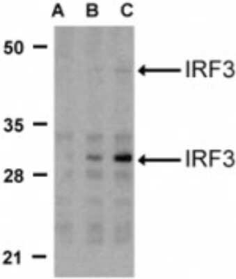 IRF3 Antibody - BSA Free (NBP1-76598): Novus Biologicals