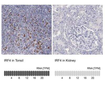 IRF4 Antibody (NBP1-82814): Novus Biologicals