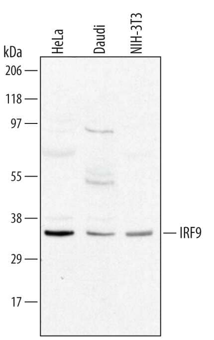 IRF9 Antibody (AF5629): Novus Biologicals