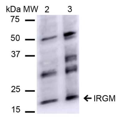 IRGM Antibody (NBP3-18254): Novus Biologicals