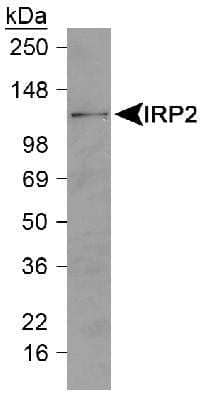 IRP2 Antibody (NB100-1797): Novus Biologicals
